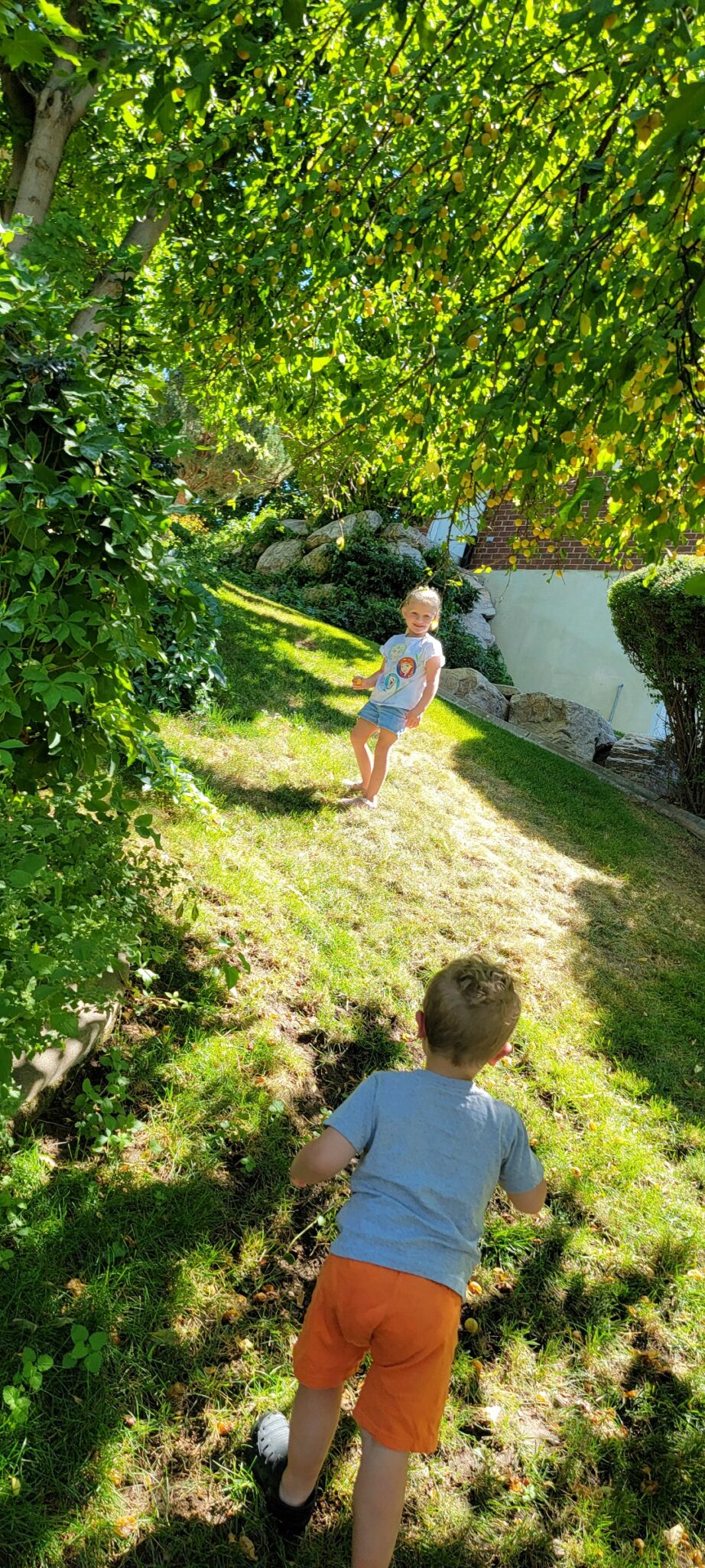 The Magic Plum Tree - Jamie Cooks It Up