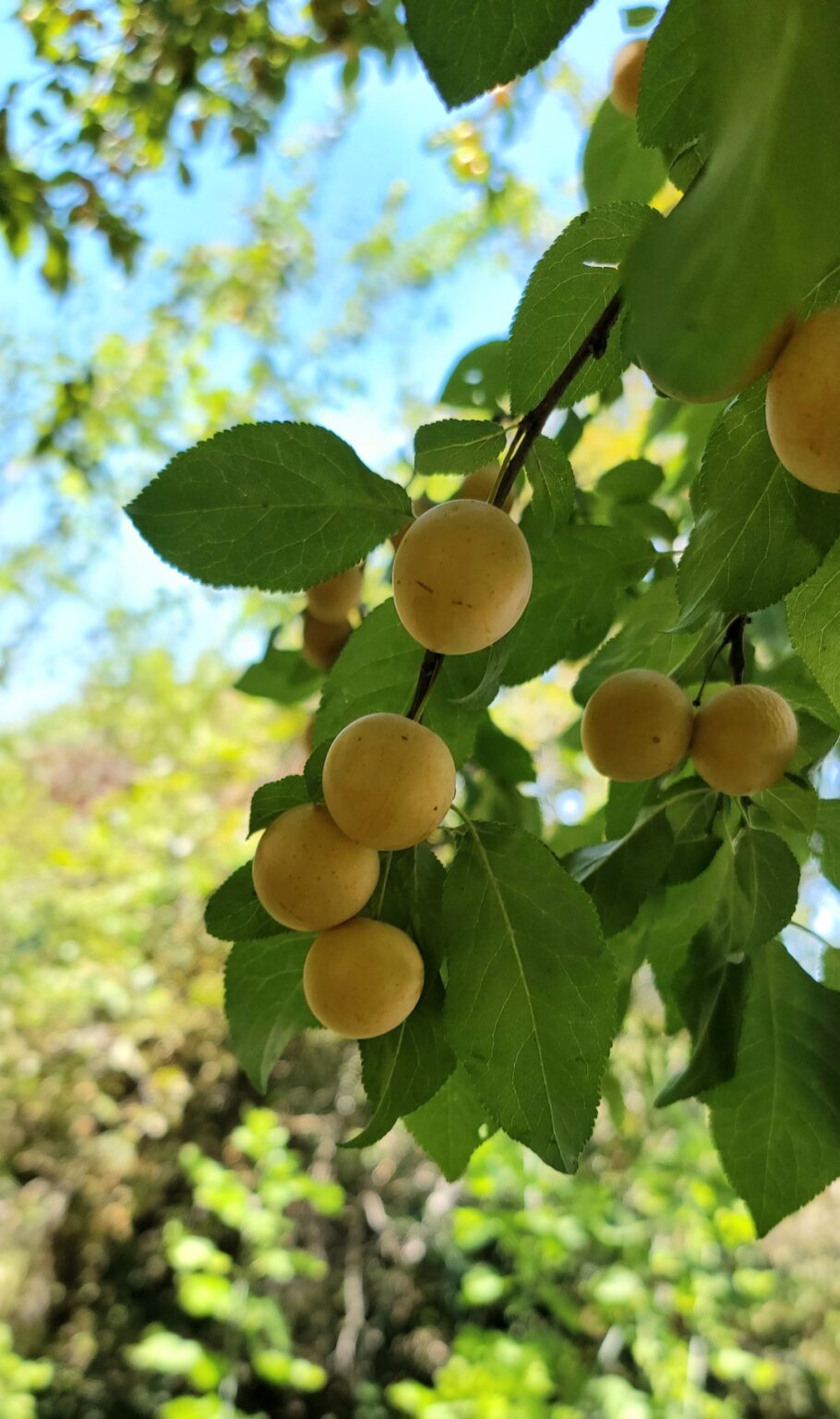 The Magic Plum Tree - Jamie Cooks It Up