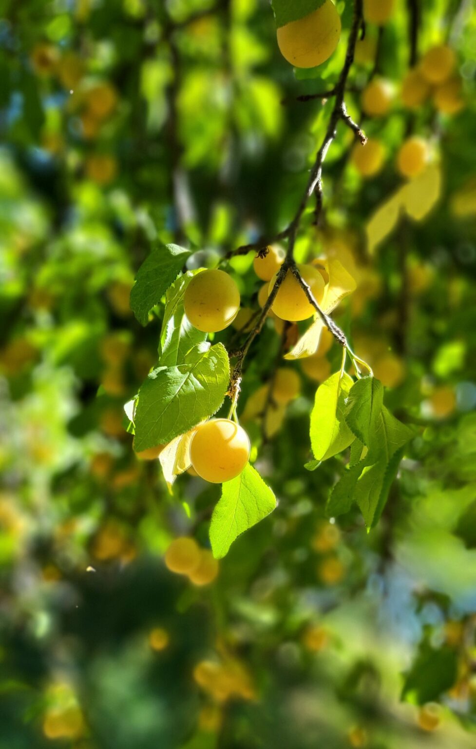 The Magic Plum Tree - Jamie Cooks It Up